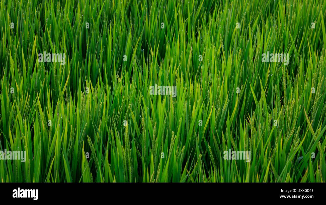 Closeup view of green rice grass in field with morning dew Stock Photo ...