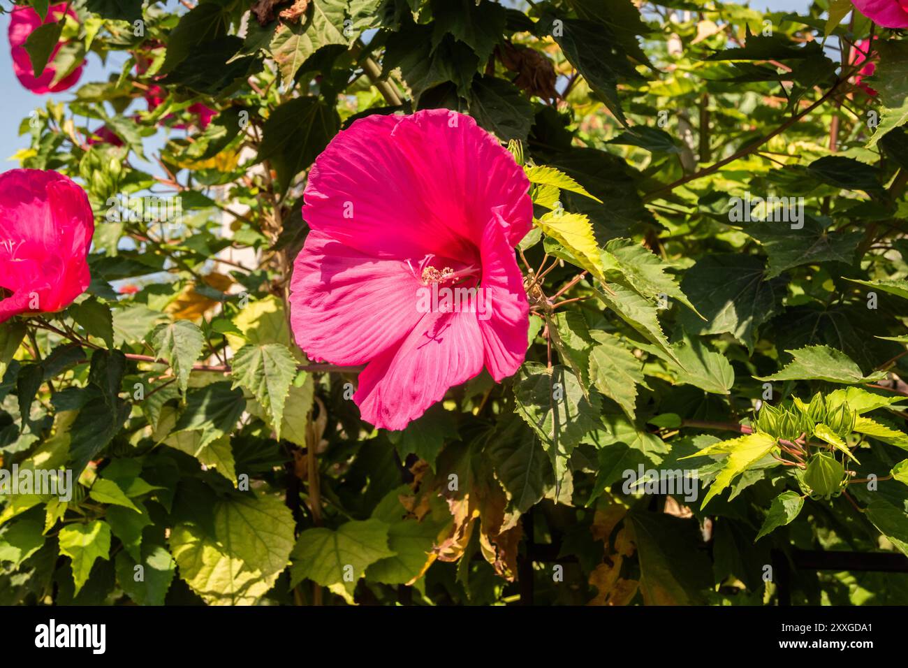 Hardy hibiscus hibiscus moscheutos blossom hi-res stock photography and ...
