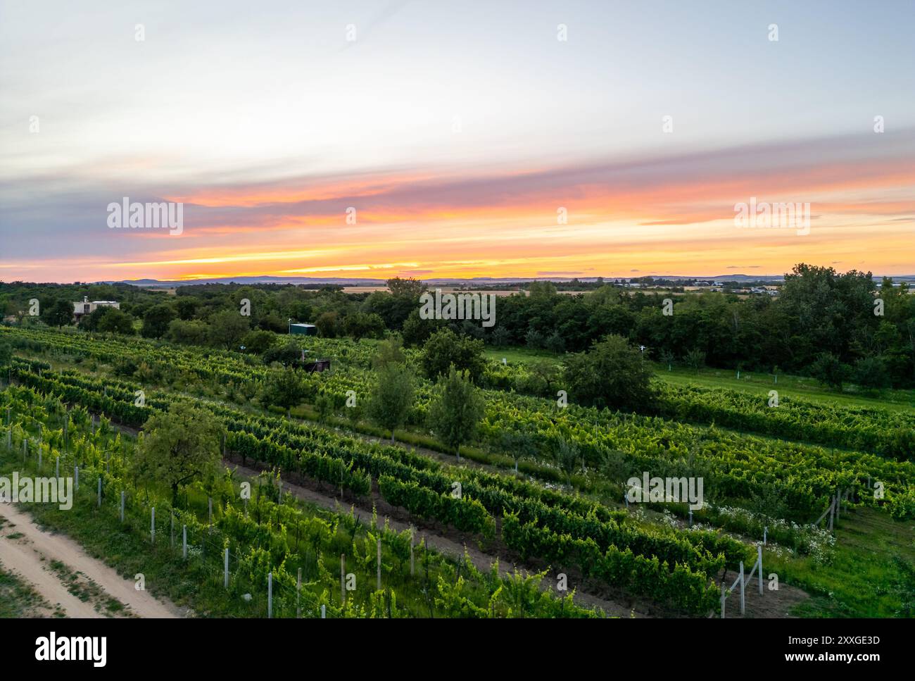 An aerial drone shot captures the neat rows of vineyards from above ...