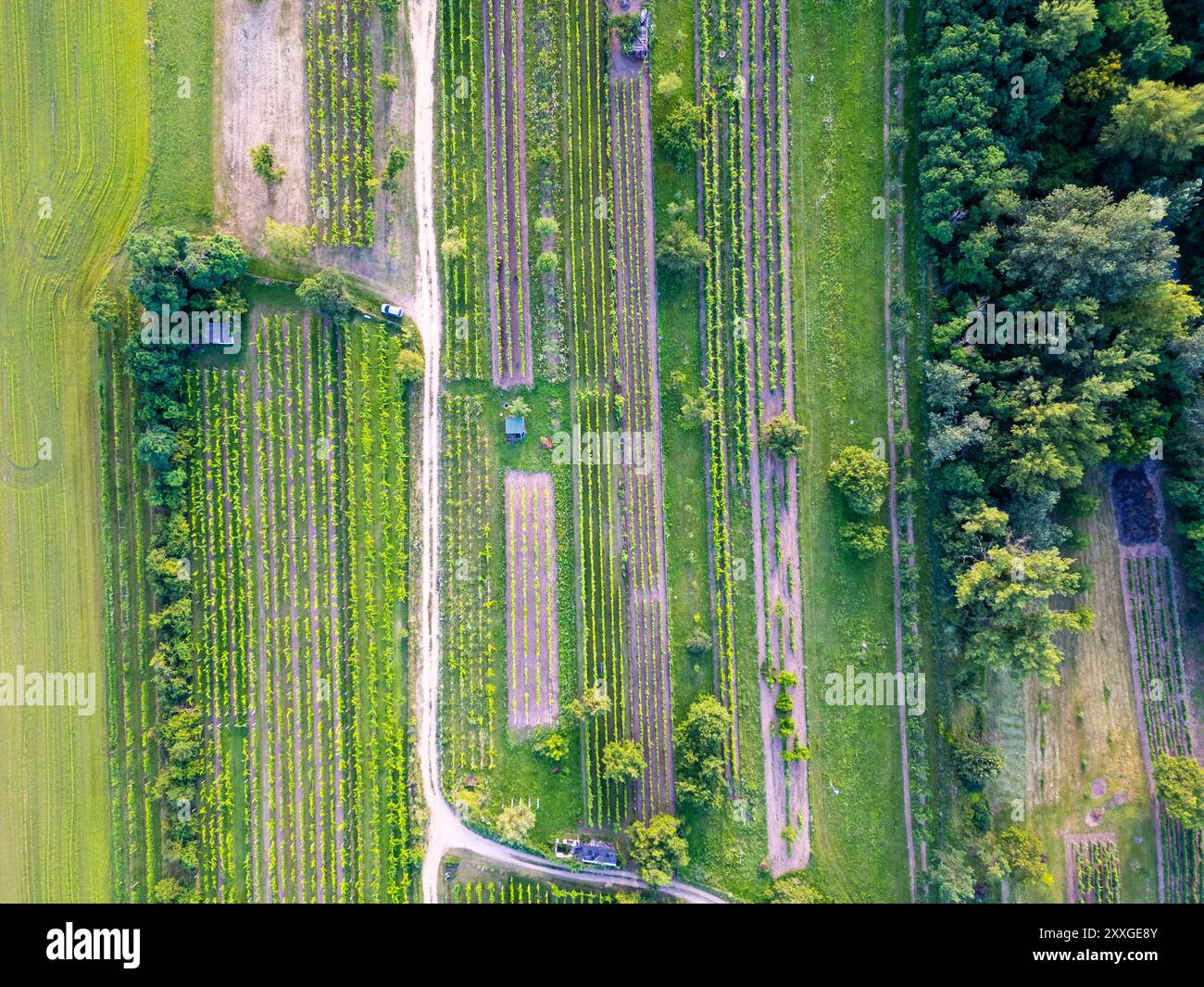 An aerial drone shot captures the neat rows of vineyards from above ...