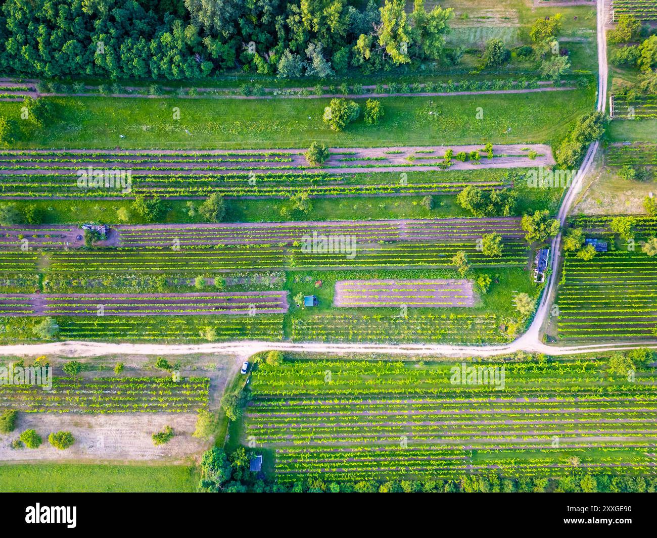 An aerial drone shot captures the neat rows of vineyards from above ...
