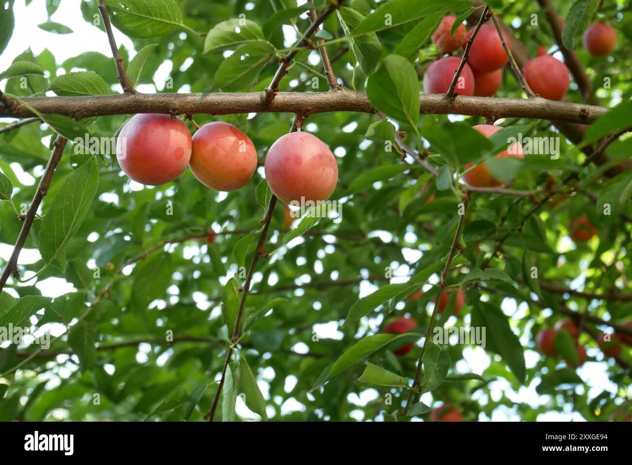 Ripe Cherry plum fruits hanging on branches of tree, lots of green leaves on background Stock ...