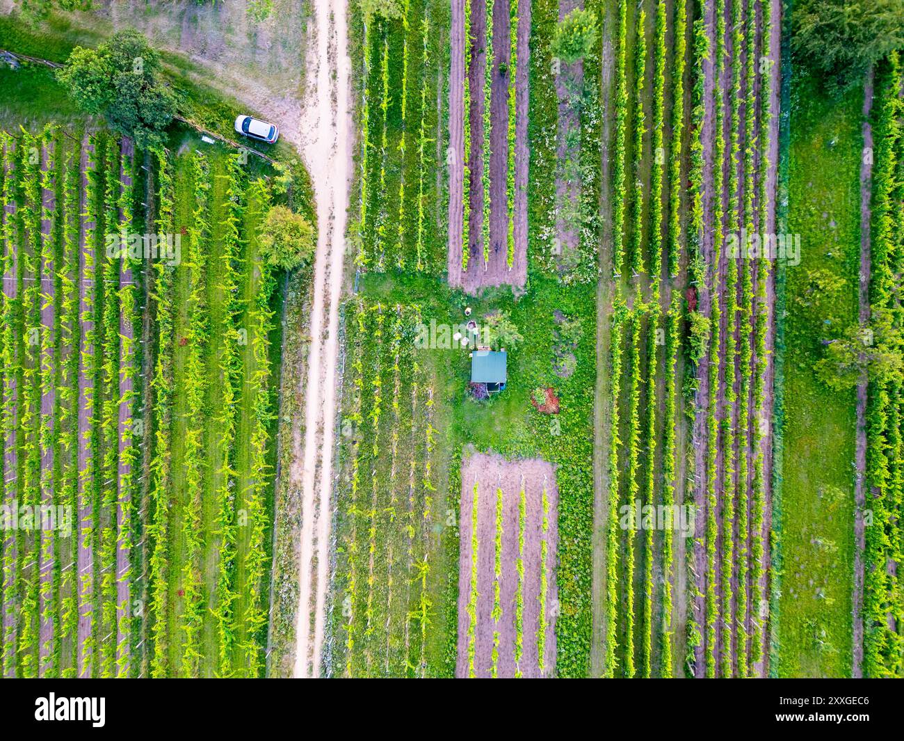 An aerial drone shot captures the neat rows of vineyards from above ...