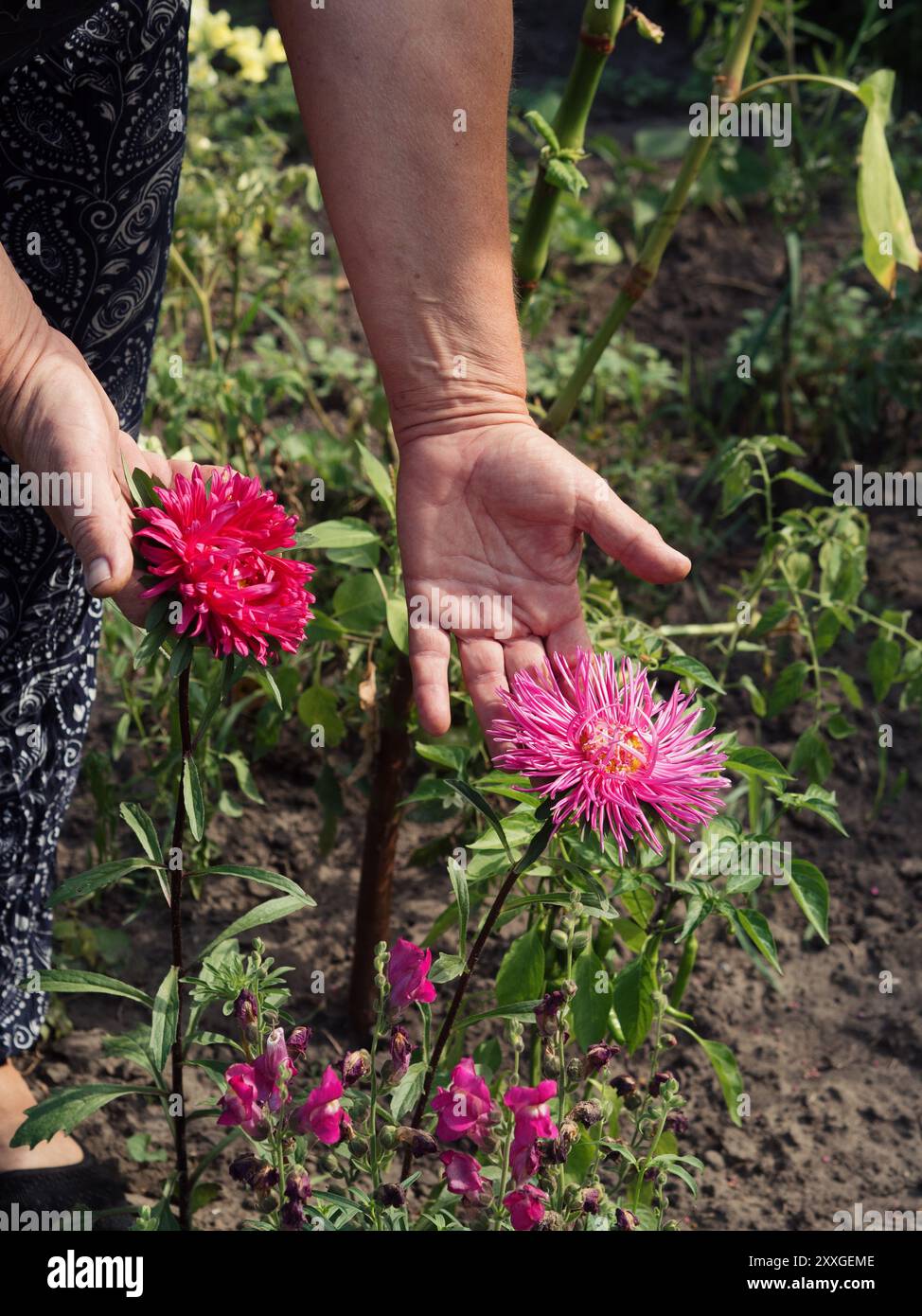 A Tender Touch: Senior Woman’s Hands Embracing Pink Asters in Volyn ...