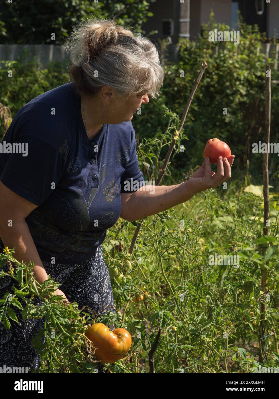 Tomato Harvest: Vertical Snap Shot of a Senior Ukrainian Woman ...