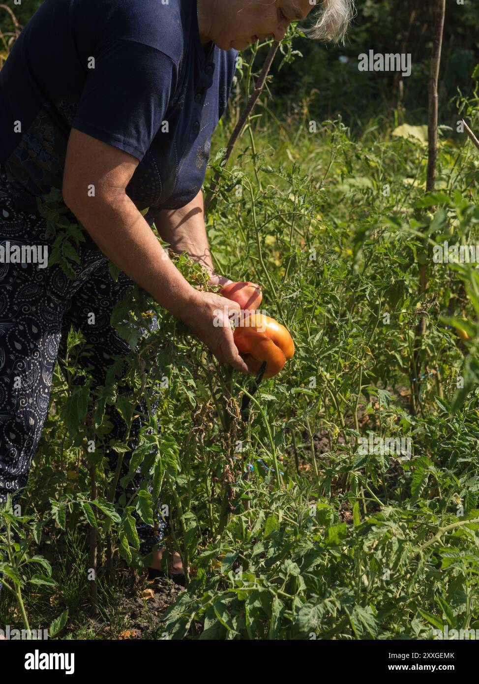 Tomato Harvest: Vertical Snap Shot of a Senior Ukrainian Woman ...