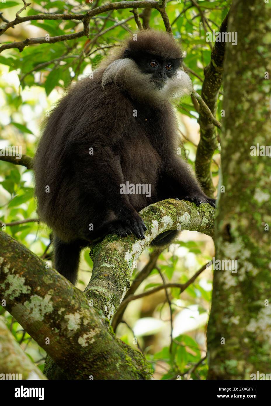 Purple-faced langur Semnopithecus vetulus also purple-faced leaf monkey ...