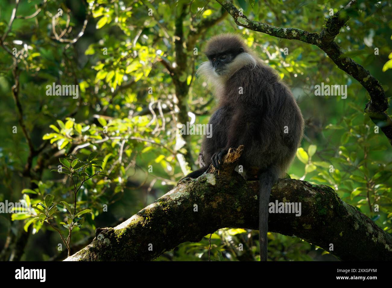Purple-faced langur Semnopithecus vetulus also purple-faced leaf monkey ...