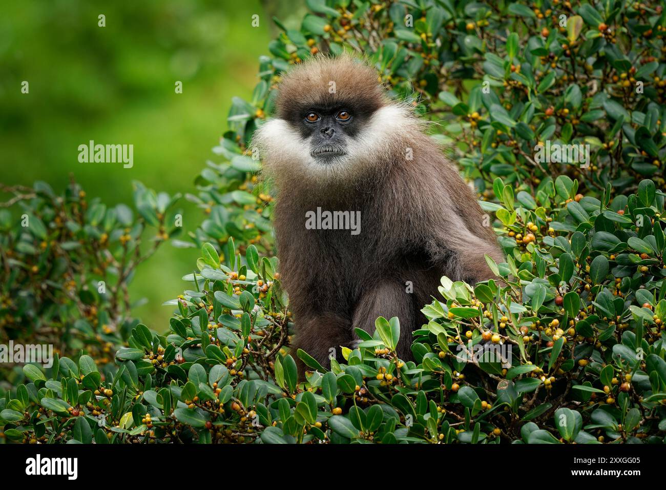Purple-faced langur Semnopithecus vetulus also purple-faced leaf monkey ...