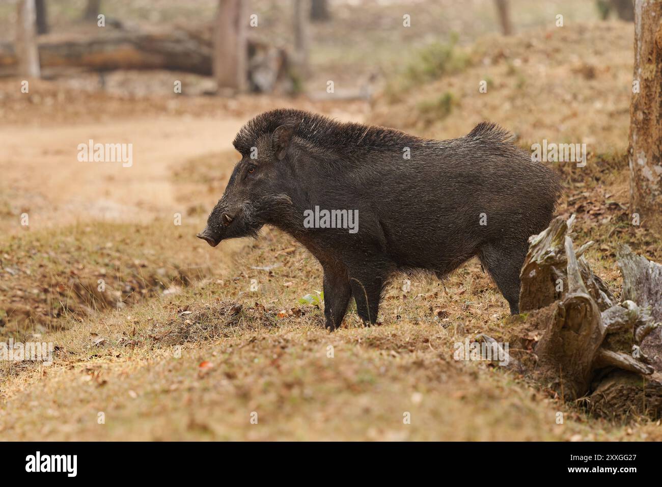 Indian wild boar Sus scrofa cristatus also Moupin pig, subspecies of ...