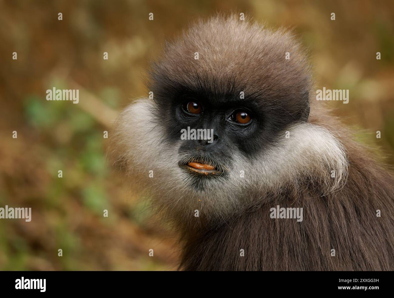 Purple-faced langur Semnopithecus vetulus also purple-faced leaf monkey ...