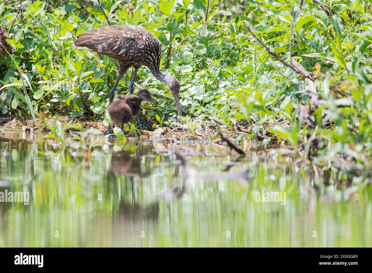 Limpkin (Aramus guarauna) feeding chick at Lake Marian, Florida USA ...