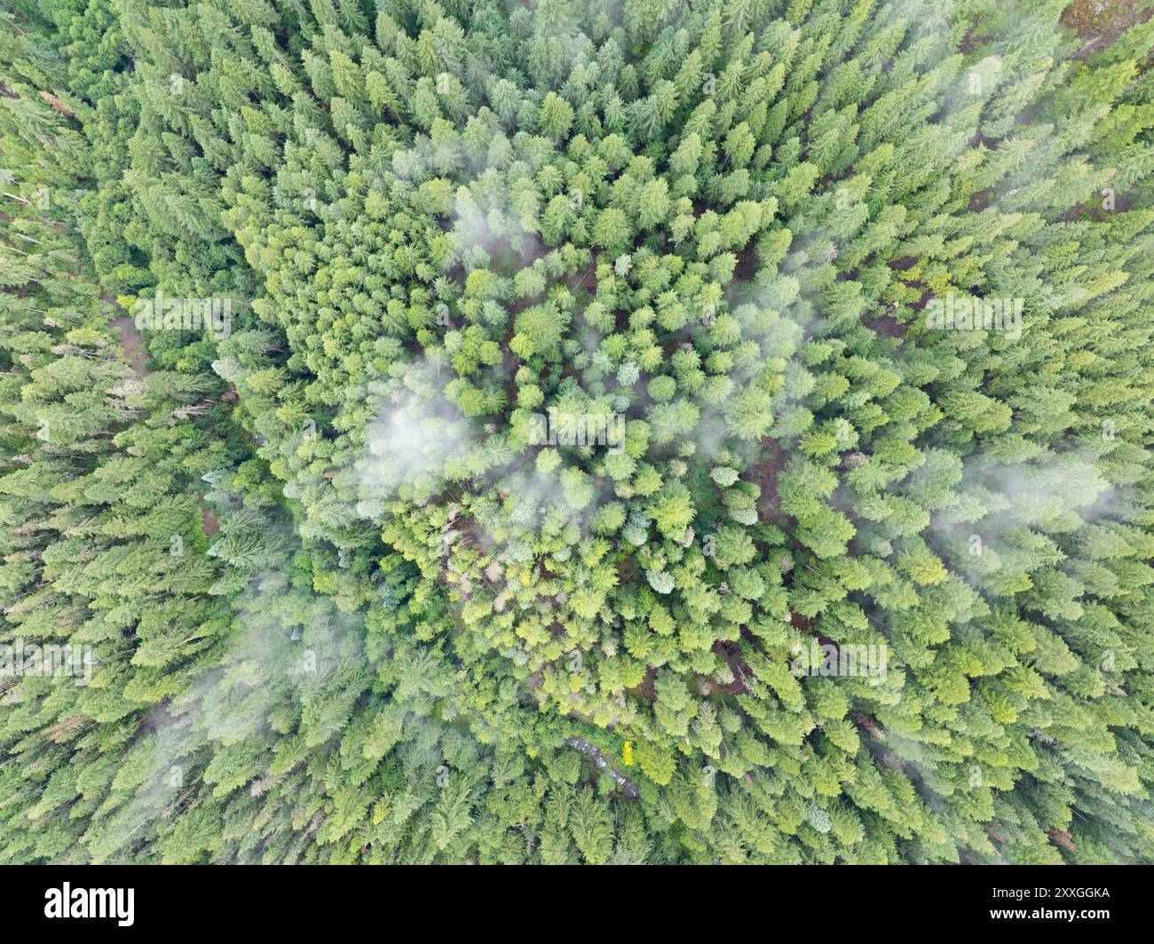 Wispy clouds drift across the vast national forest surrounding Mount ...