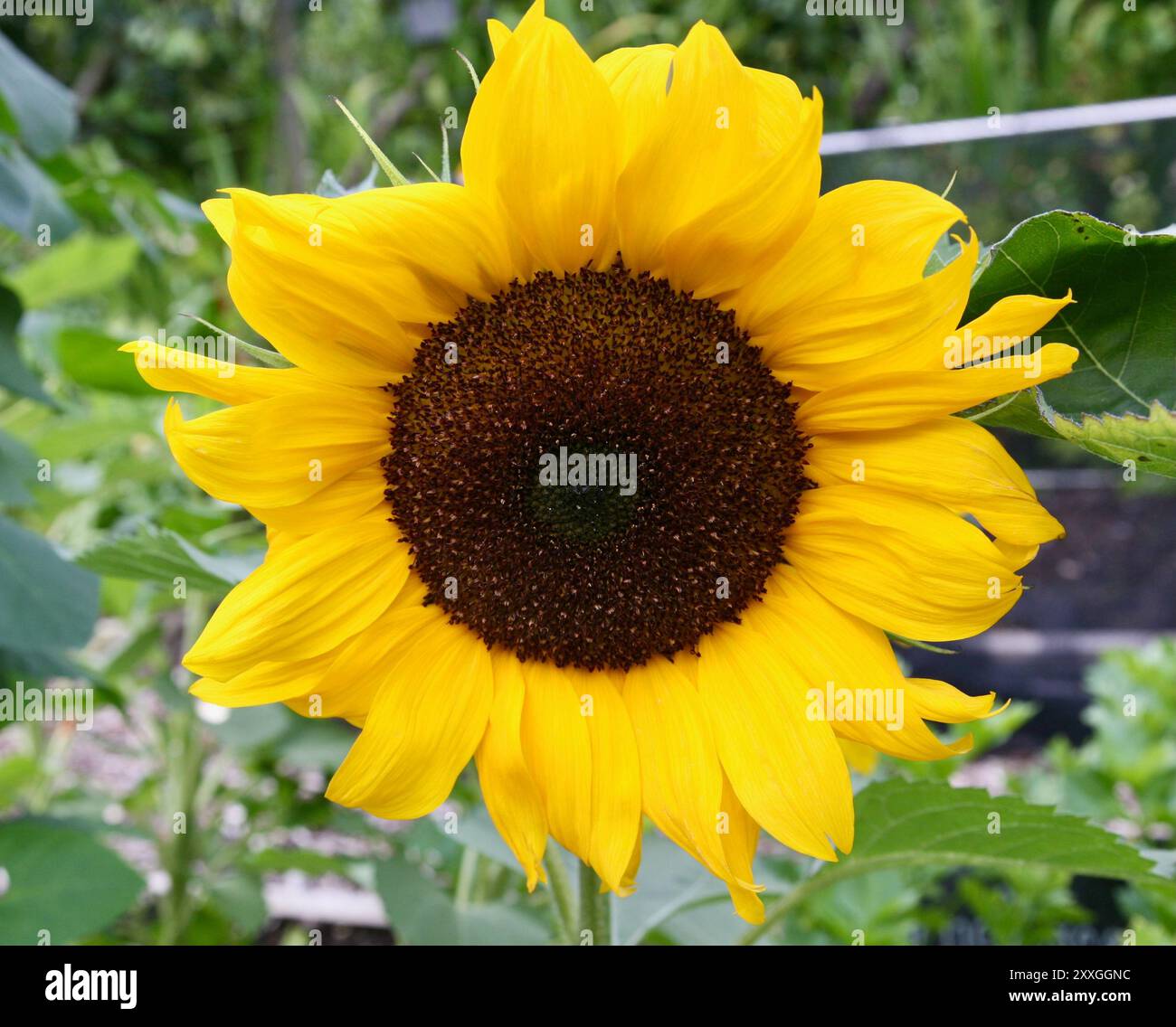 Provence sunflowers river hi-res stock photography and images - Alamy
