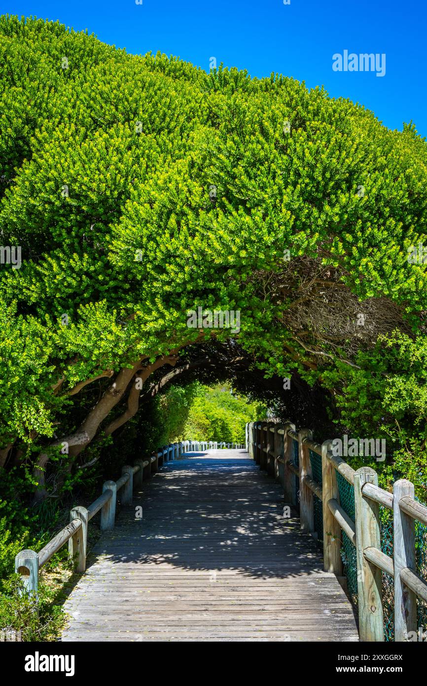 Tree tunnel over road hi-res stock photography and images - Alamy