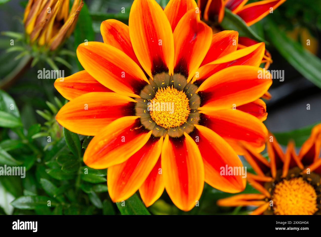 Gazania bicolor hi-res stock photography and images - Alamy