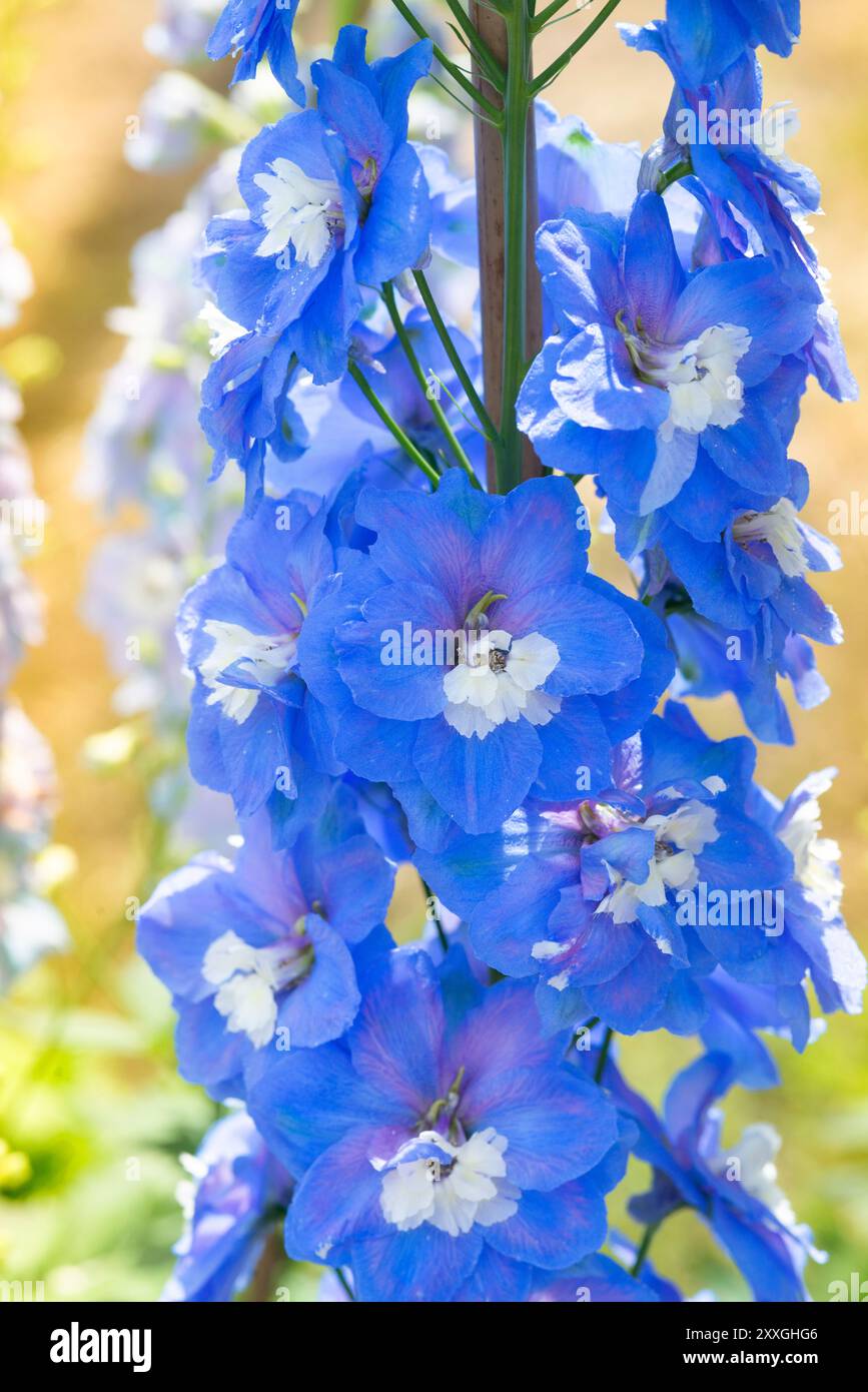 Delphinium Triton Blue Flower Stock Photo - Alamy