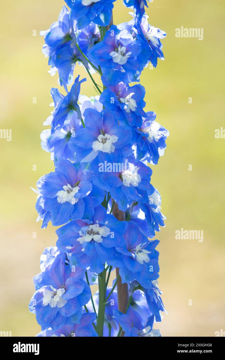 Delphinium Triton Blue Flower Stock Photo - Alamy