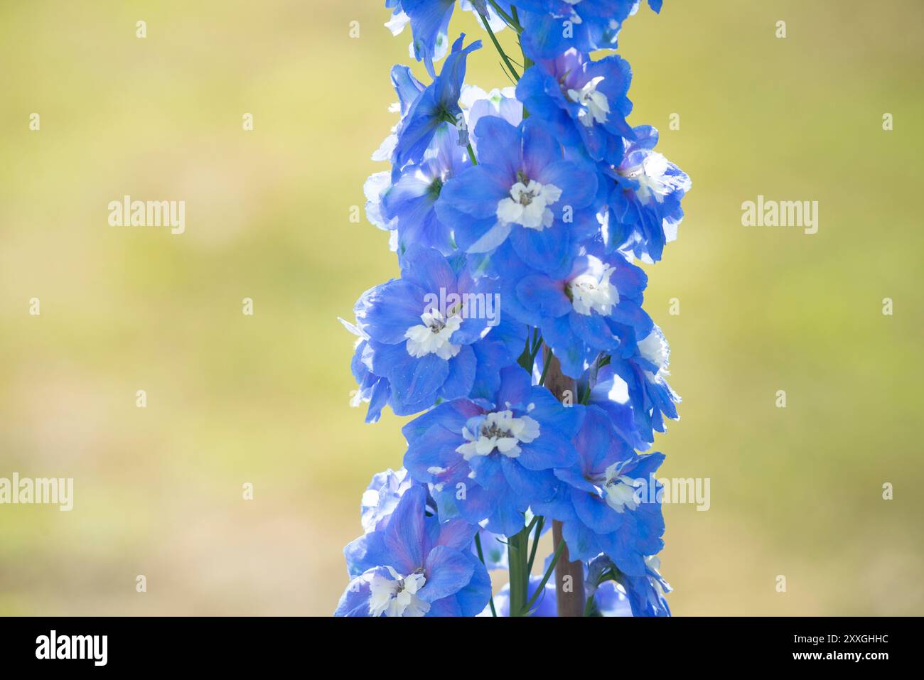 Delphinium Triton Blue Flower Stock Photo - Alamy