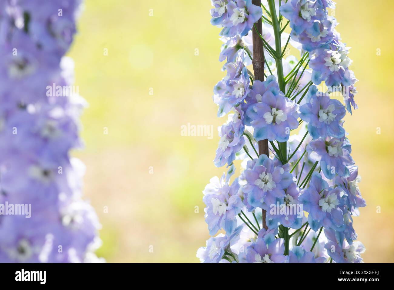Delphinium Triton Blue Flower Stock Photo - Alamy