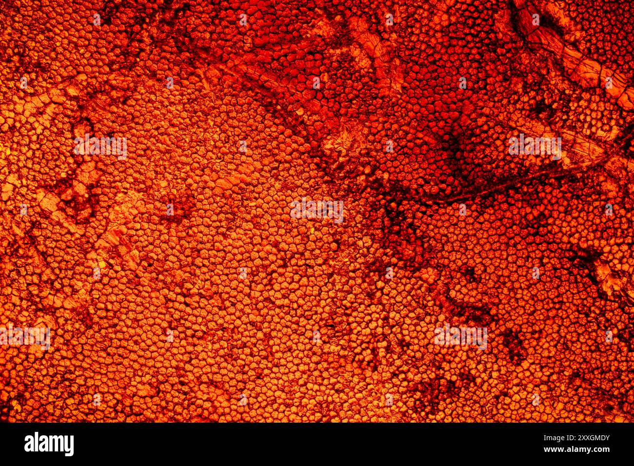 amber detail texture. Micro photography extreme close-up. microscope ...