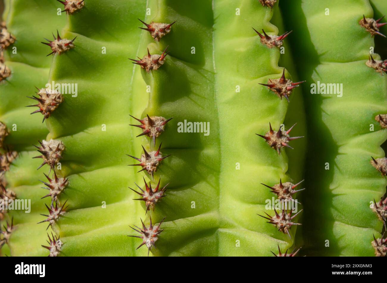 A detailed look at a green cactus highlighting its prominent spines ...
