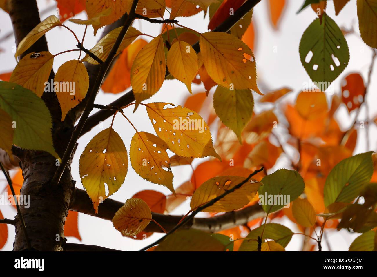 Cherry tree leaves hi-res stock photography and images - Alamy