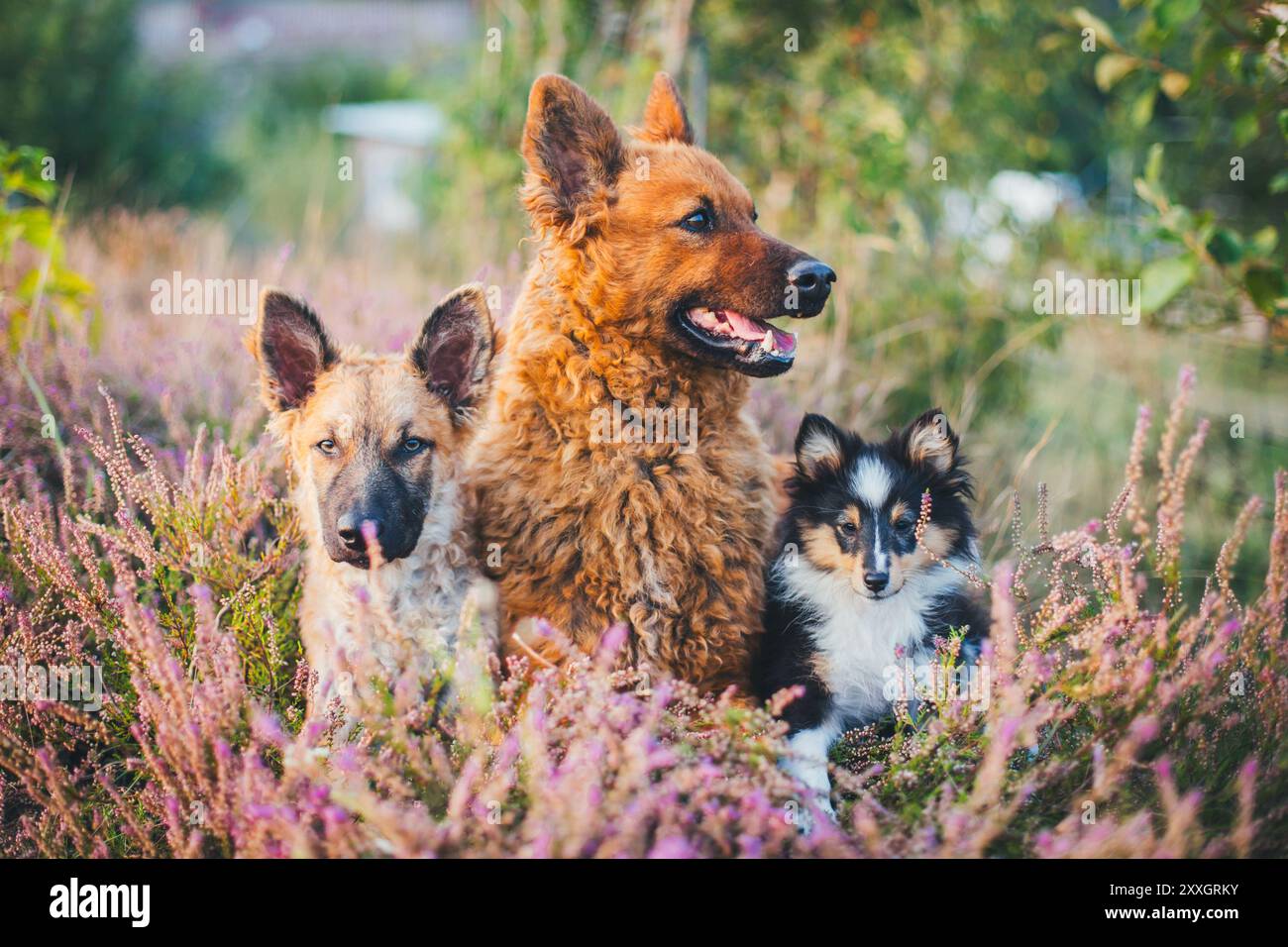 Three dogs (two Old German Sheepdogs/ Kuhhund and one Sheltie puppy ...
