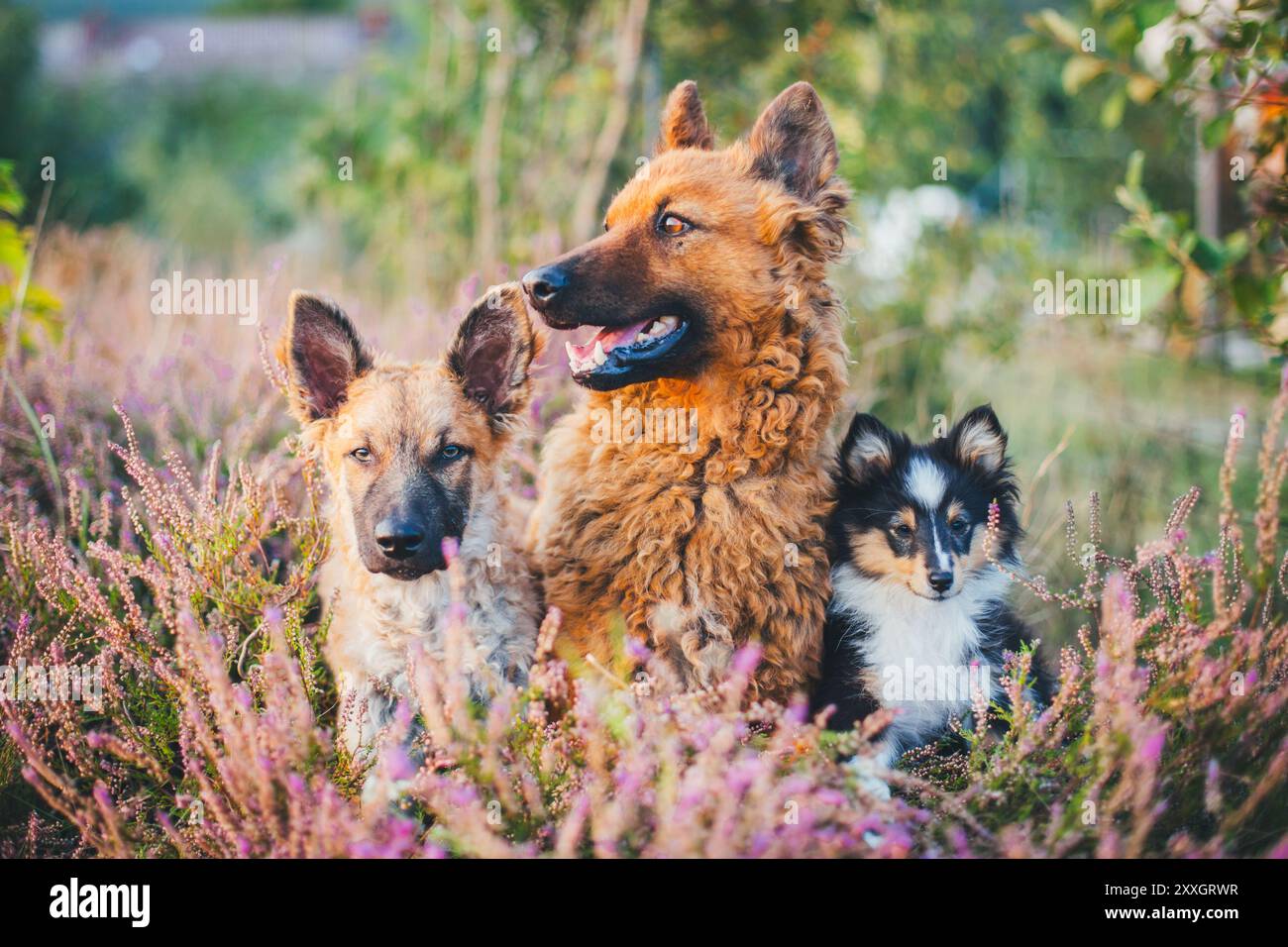 Three dogs (two Old German Sheepdogs/ Kuhhund and one Sheltie puppy ...