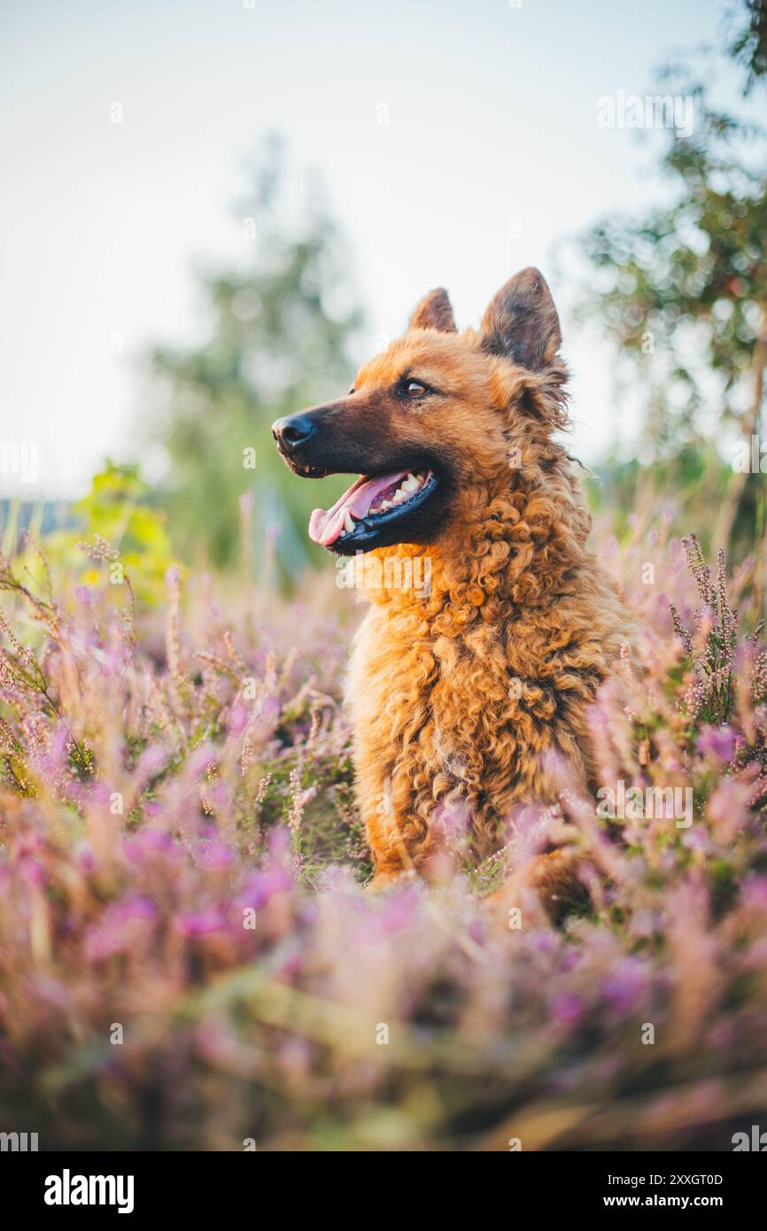 Sheepdog german hi-res stock photography and images - Alamy