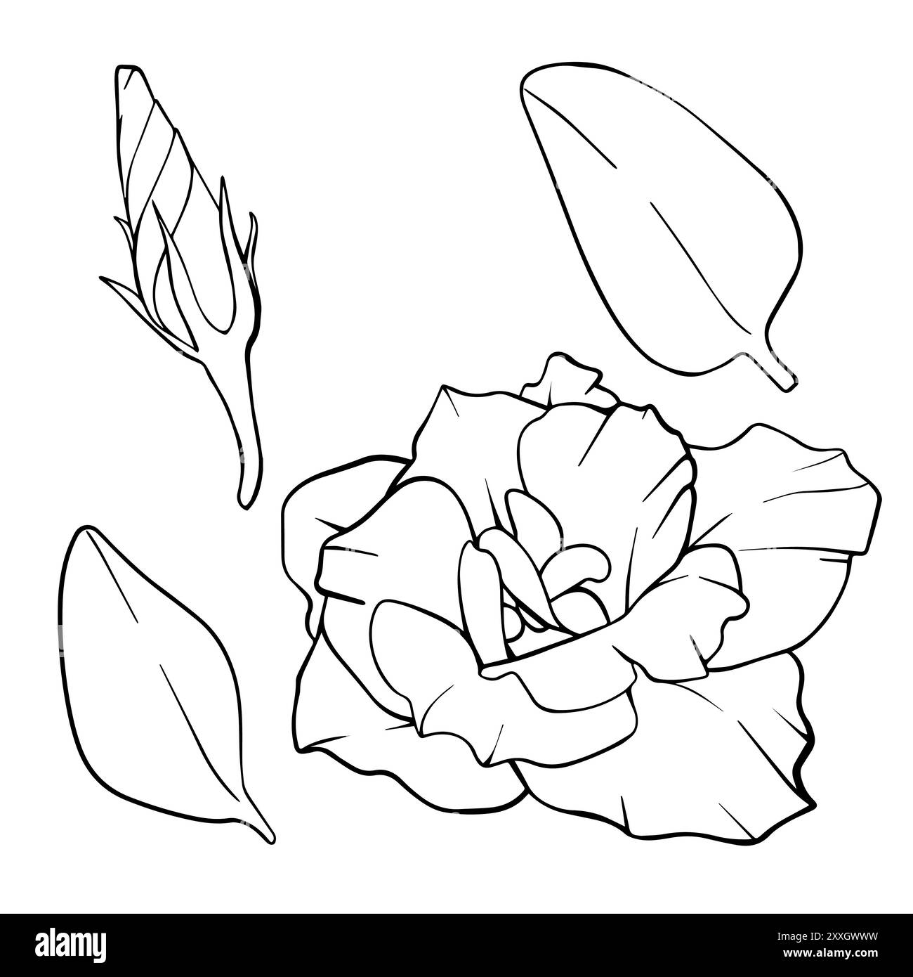 Vector set of flowers. Hand drawn Floral simple contour Sketch with ...