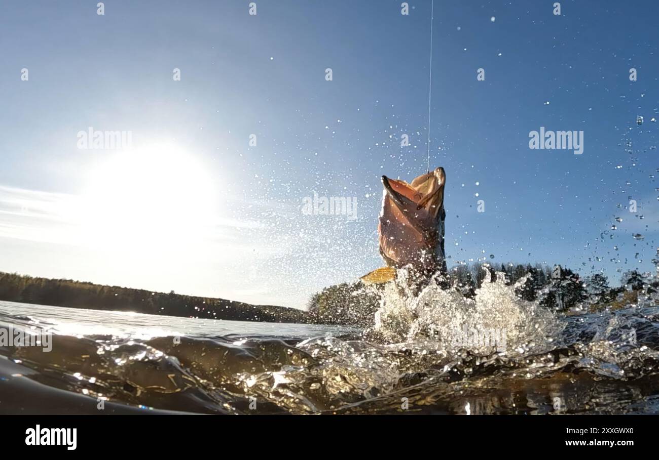 Hooked northern pike caught by a sportsfisherman fighting and jumping ...