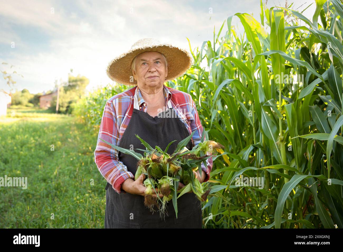 Senior farmer fresh corn hi-res stock photography and images - Alamy