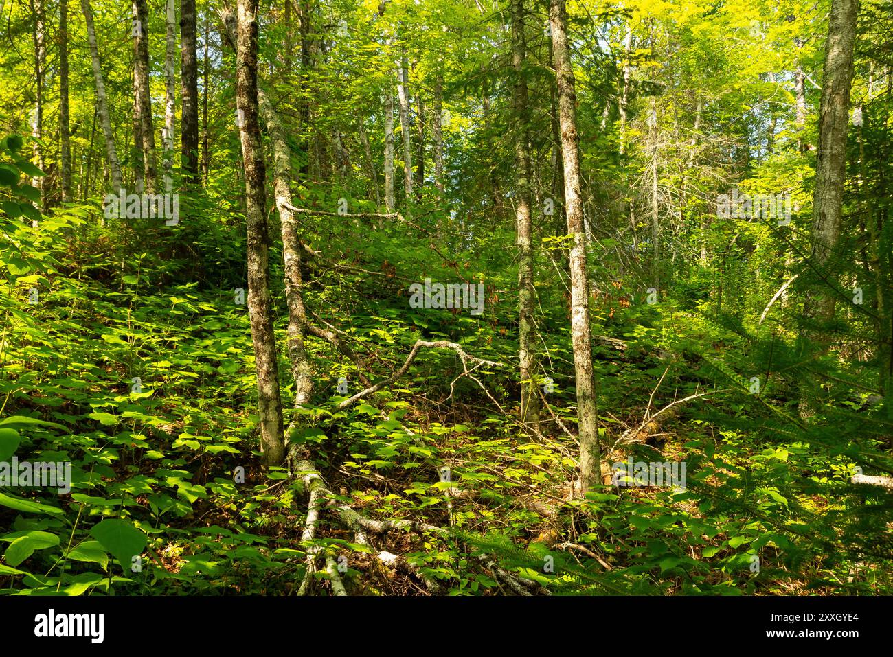 Summer landscape on the Big Falls Hiking Trail at Pattison State Park ...