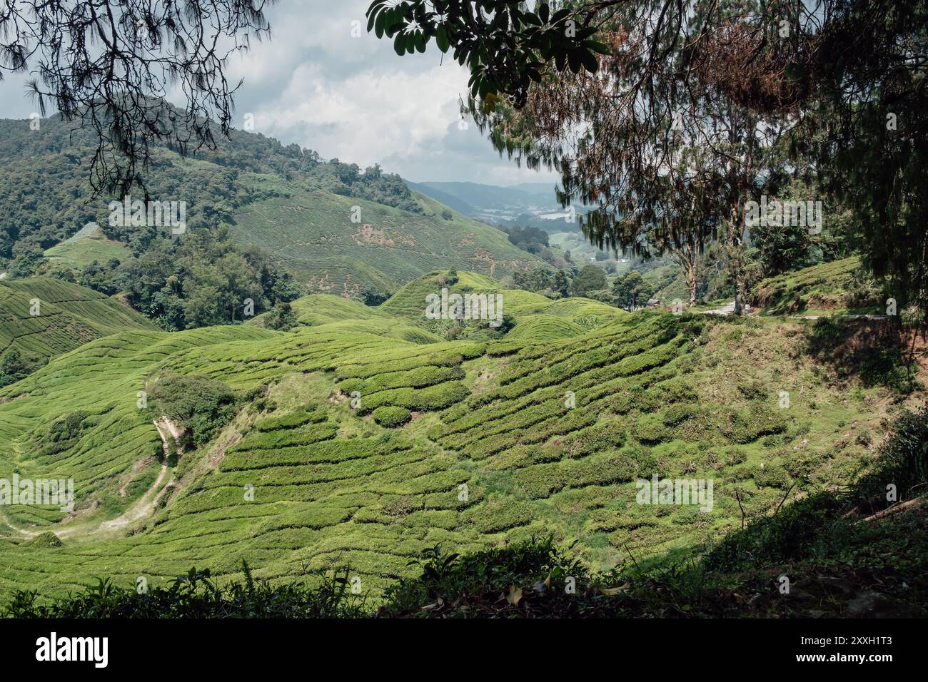 The tea plantations appearing through the forest in the Cameron ...