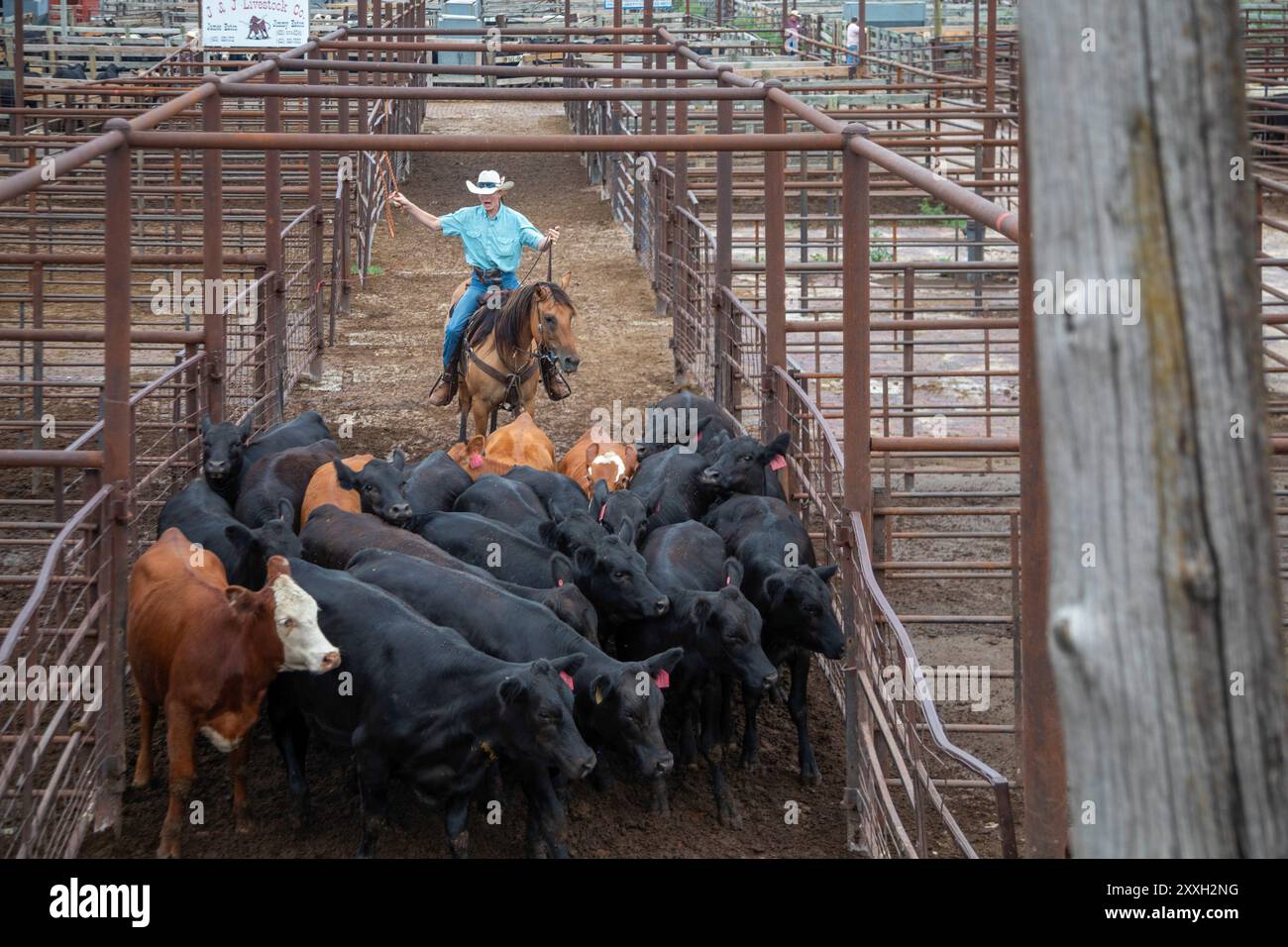 Livestock auction usa hi-res stock photography and images - Alamy