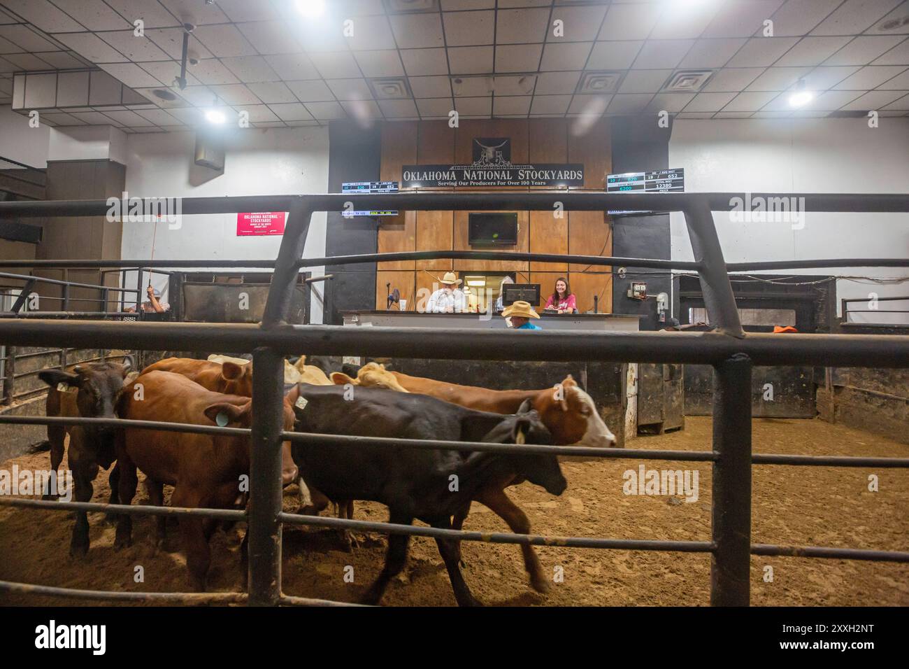 Oklahoma City, Oklahoma - Cattle are auctioned at the Oklahoma National ...