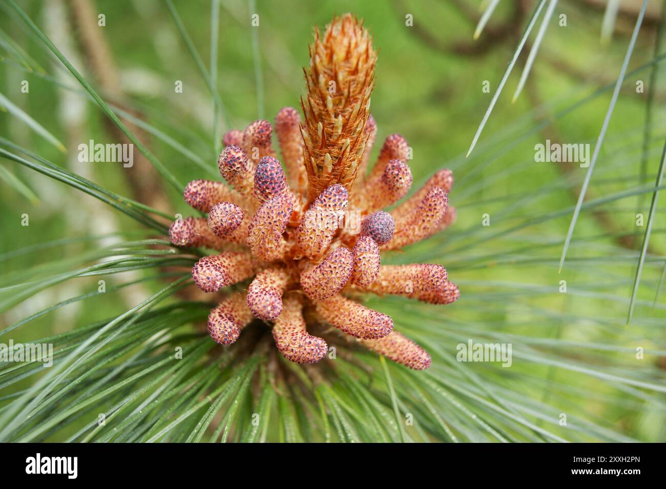 Mexican blue pine. Young pine tree for background uses Stock Photo - Alamy