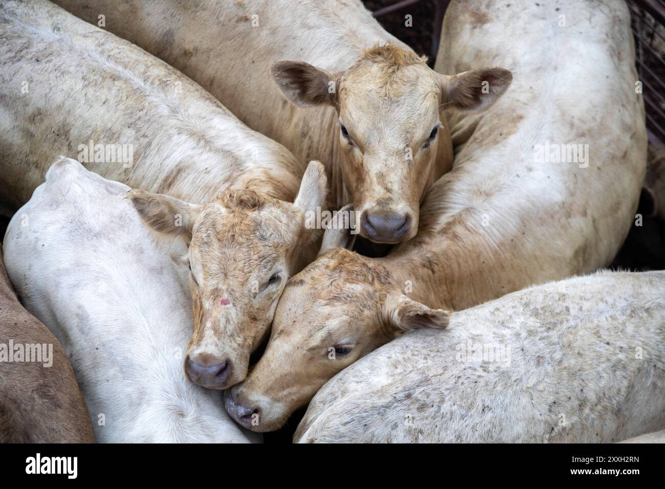 Oklahoma City, Oklahoma - Cattle in a pen awaiting auction at the ...