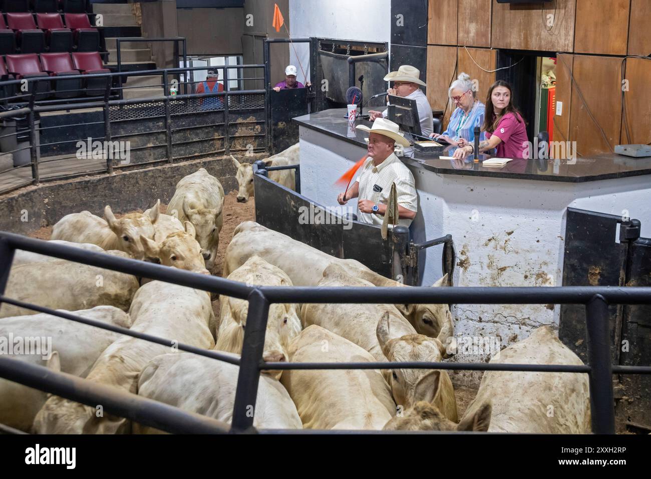 Oklahoma City, Oklahoma - Cattle are auctioned at the Oklahoma National ...