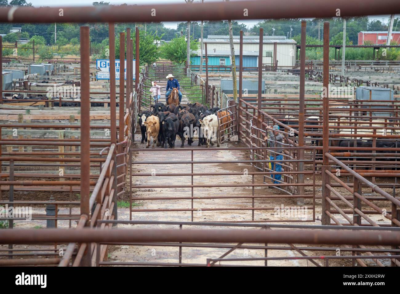 Livestock auction usa hi-res stock photography and images - Alamy