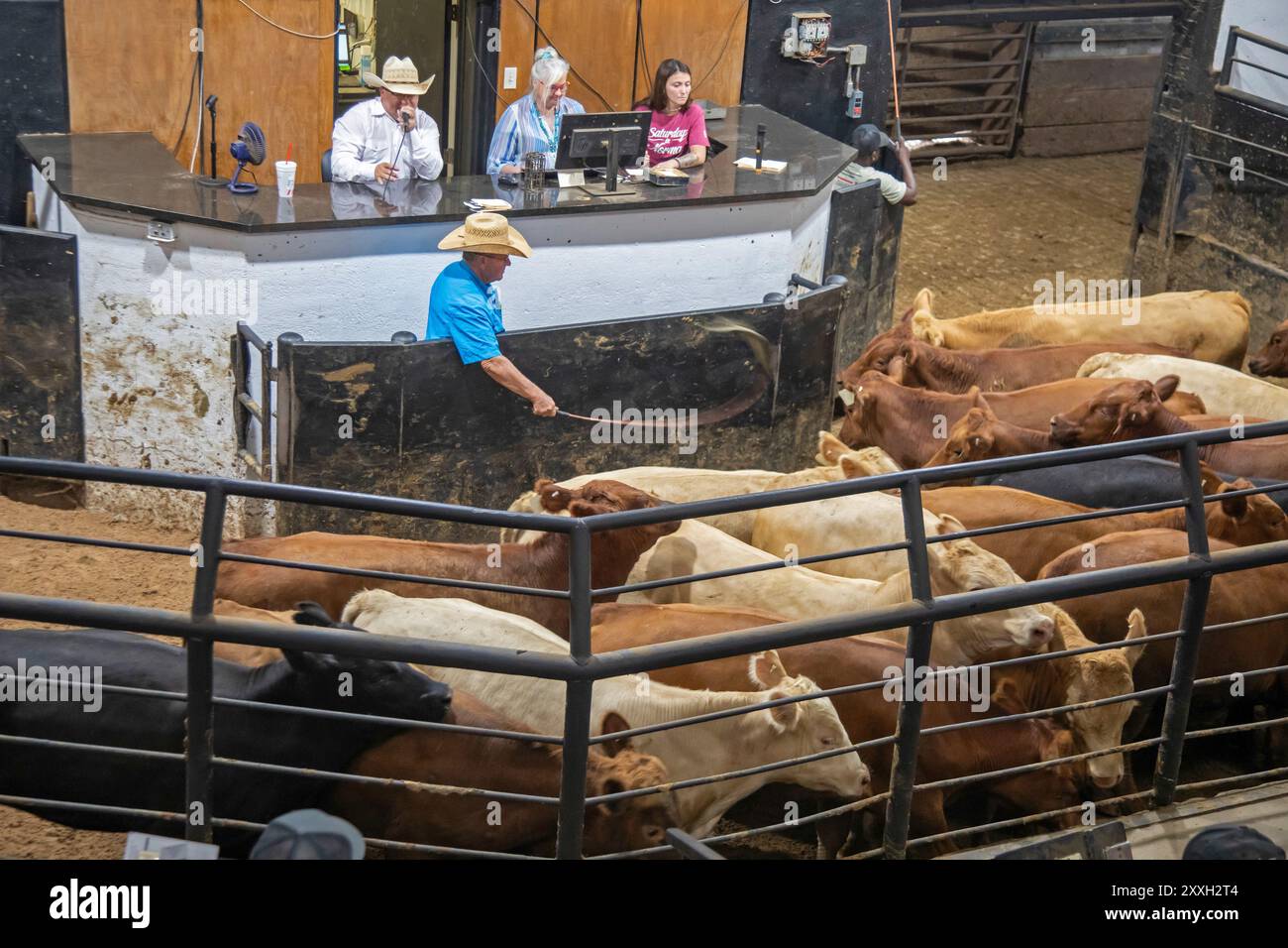 Oklahoma City, Oklahoma - Cattle are auctioned at the Oklahoma National ...