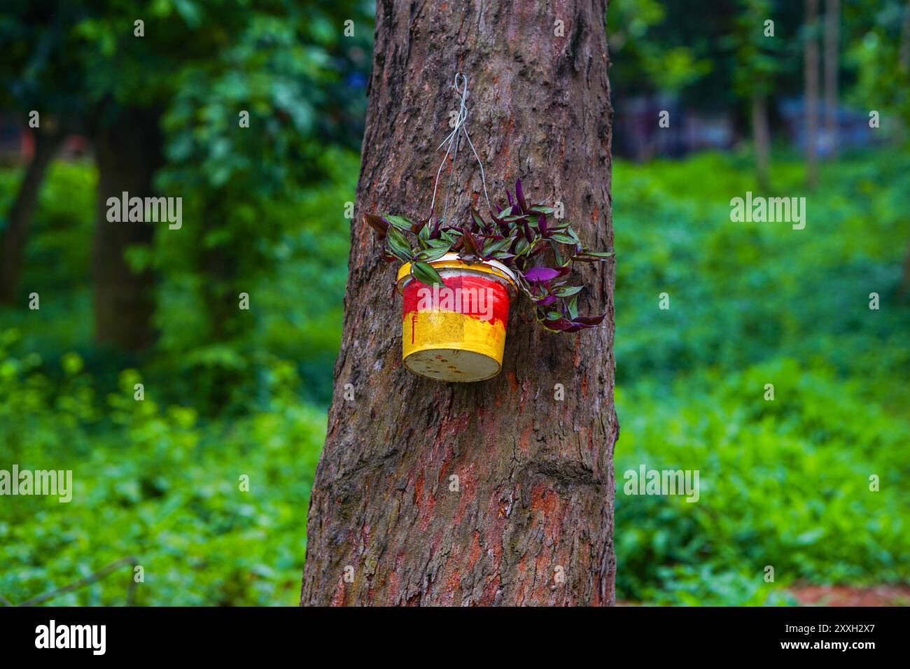 Tradescantia zebrina or Zebrina pendula plants. Hanging plants from ...