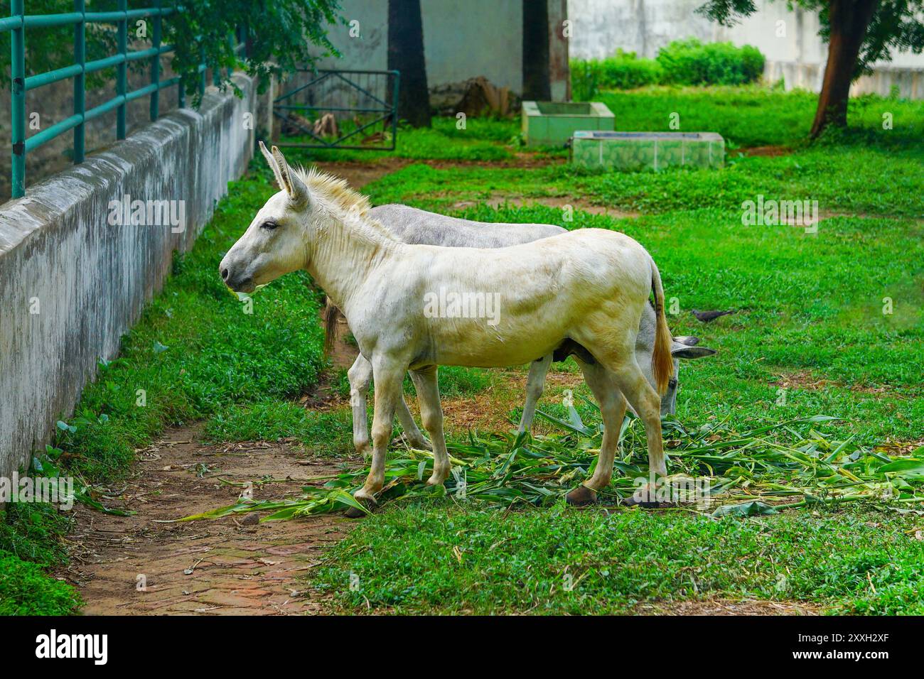 The mule is a domestic equine hybrid between a donkey and a horse. It ...