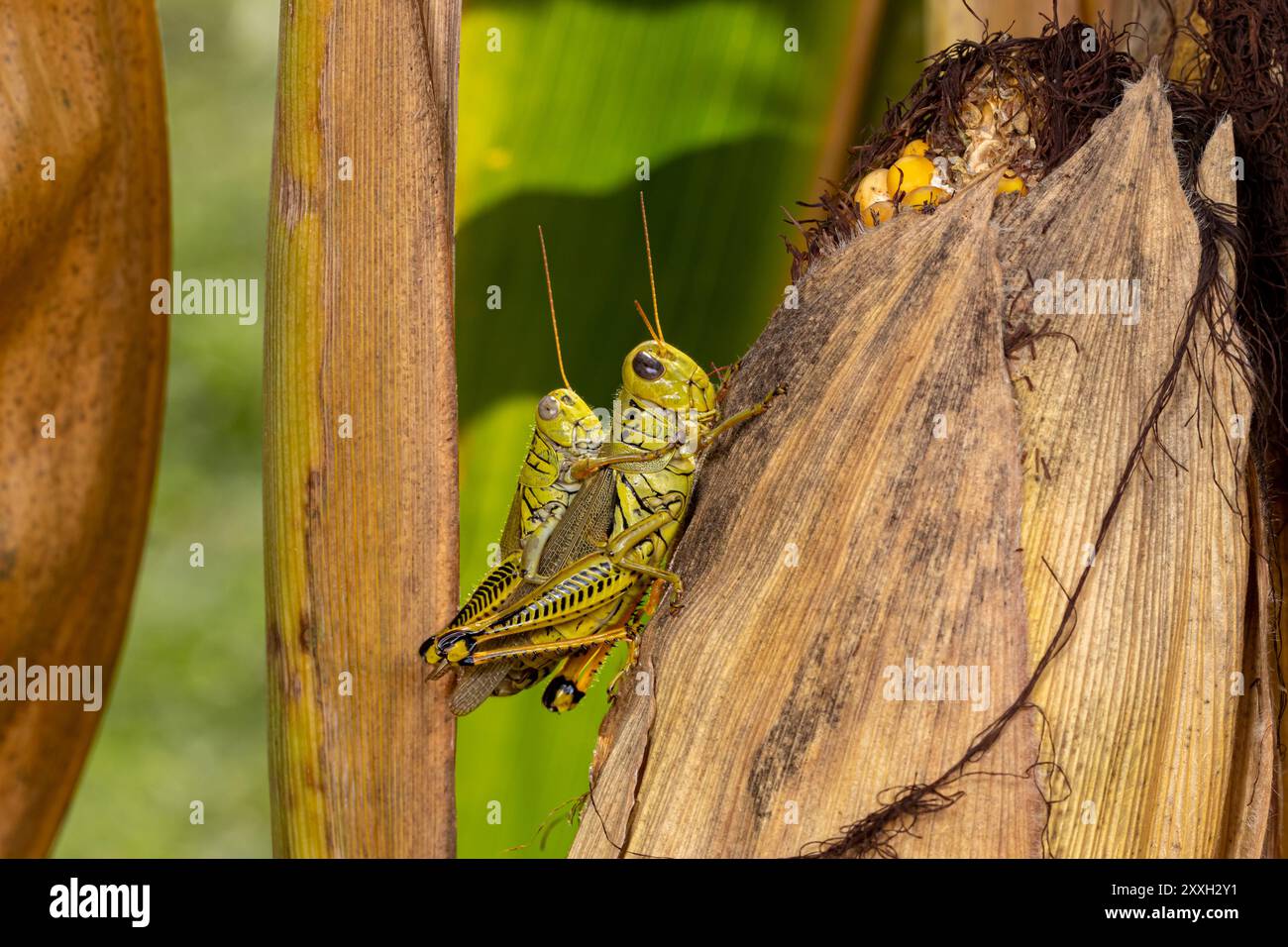 Grasshoppers mating on corn plant. Agriculture crop insects, pest ...