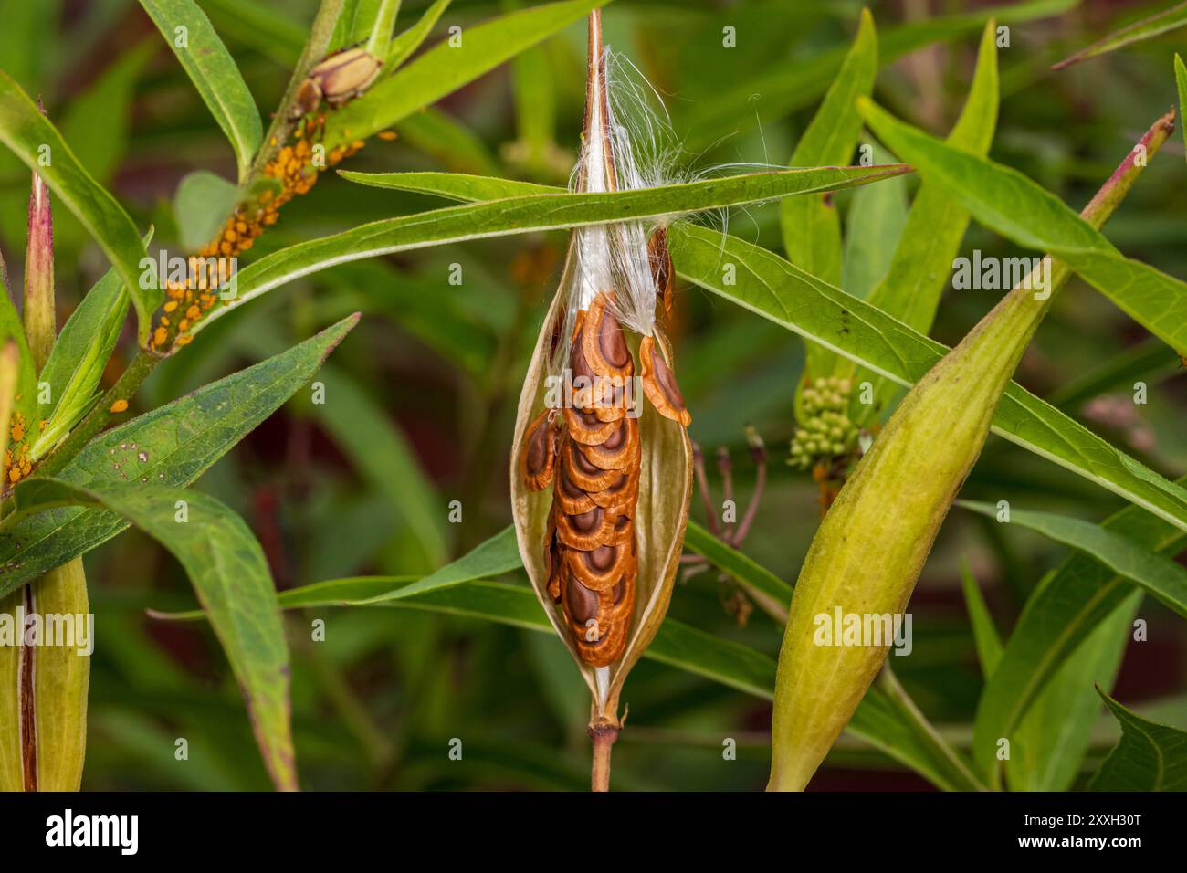 Closeup of swamp milkweed seedpod and seeds. Wildflower garden, plant ...