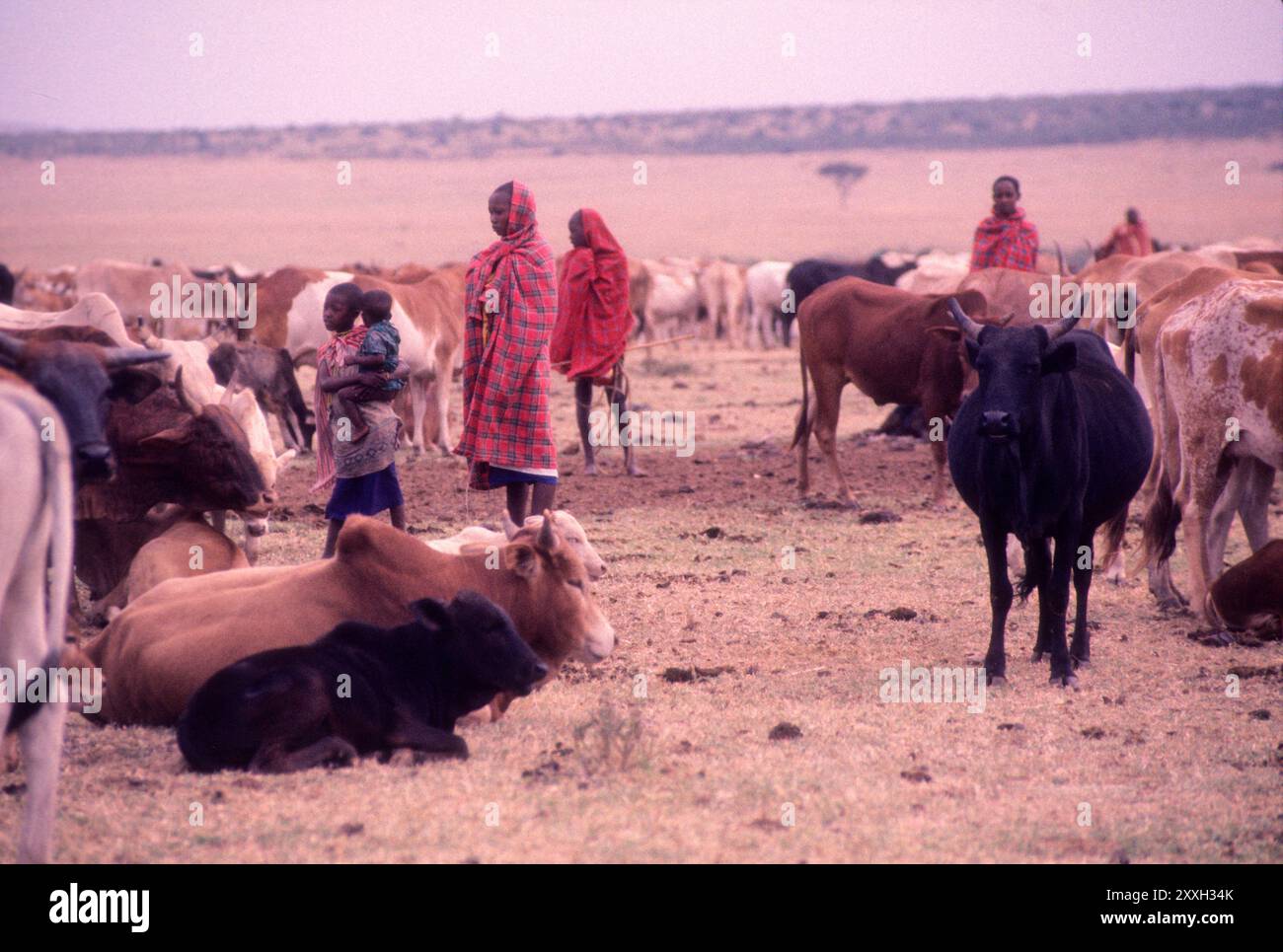Masai tribe with cattle, Masai MaraGame Reserve, Kenya Stock Photo - Alamy