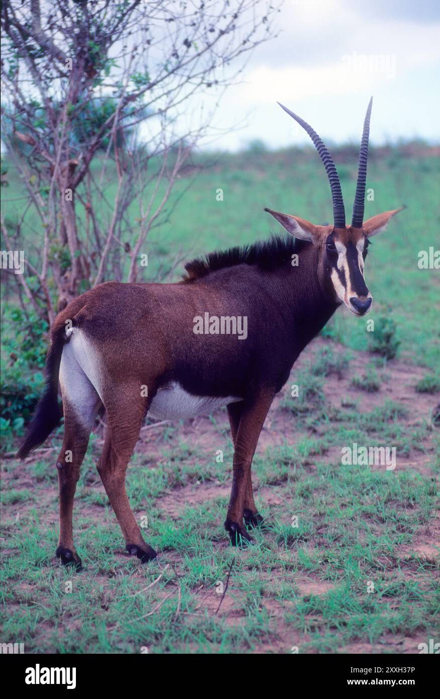 Roam antelope, Shimba Hills National Park, Kenya Stock Photo - Alamy