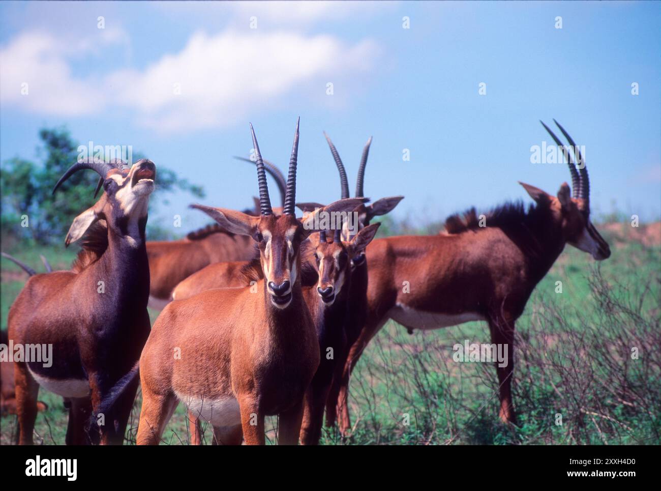 Roan antelope, Shimba Hiills National Reserve, Kenya Stock Photo - Alamy