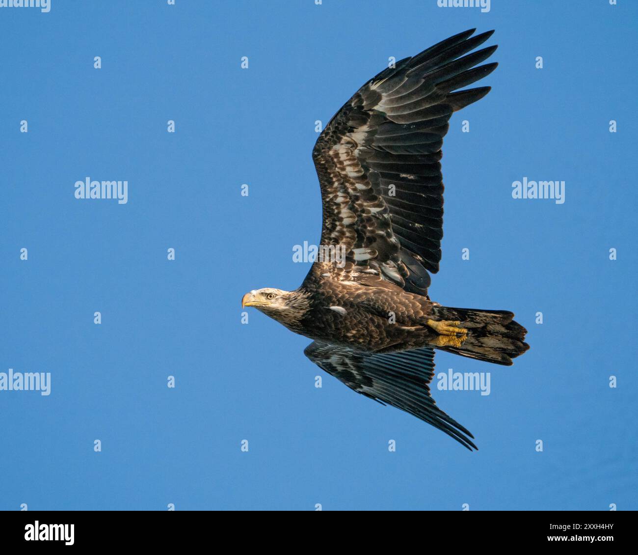 Bald eagle juvenile wings hi-res stock photography and images - Alamy